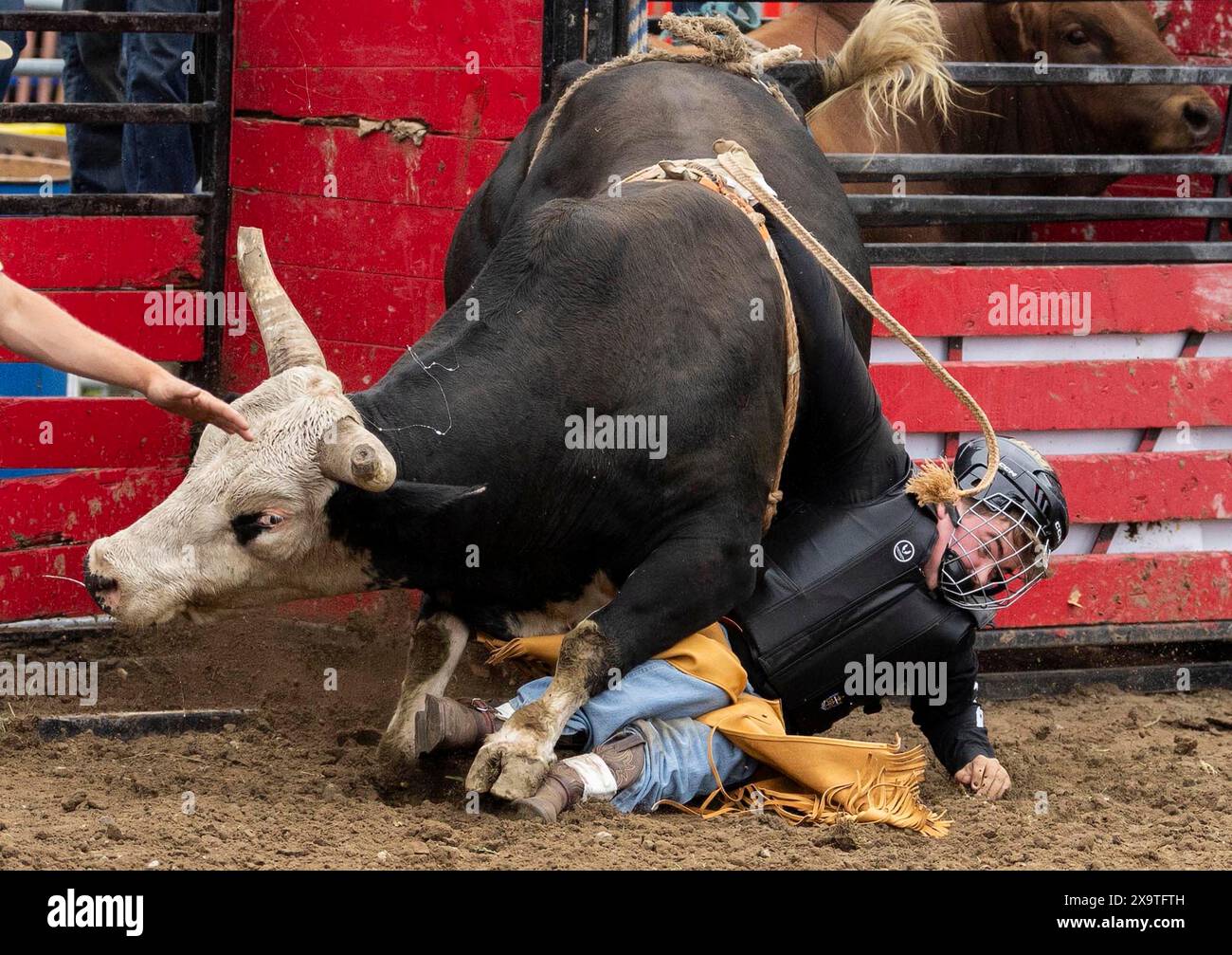 Brooklin, Canada. 2nd June, 2024. A cowboy falls in the bull riding ...