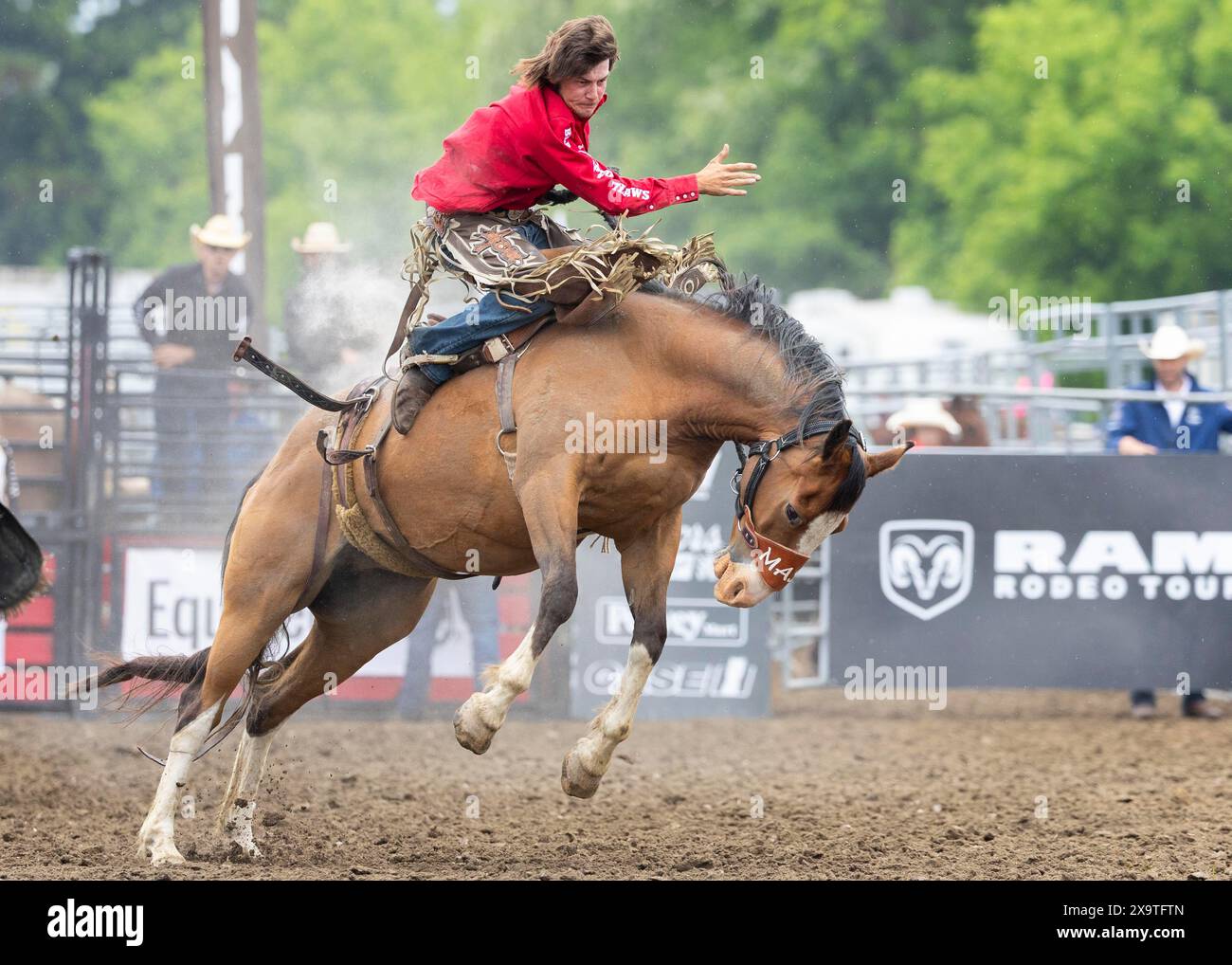 Brooklin, Canada. 2nd June, 2024. A cowboy competes in the saddle bronc ...
