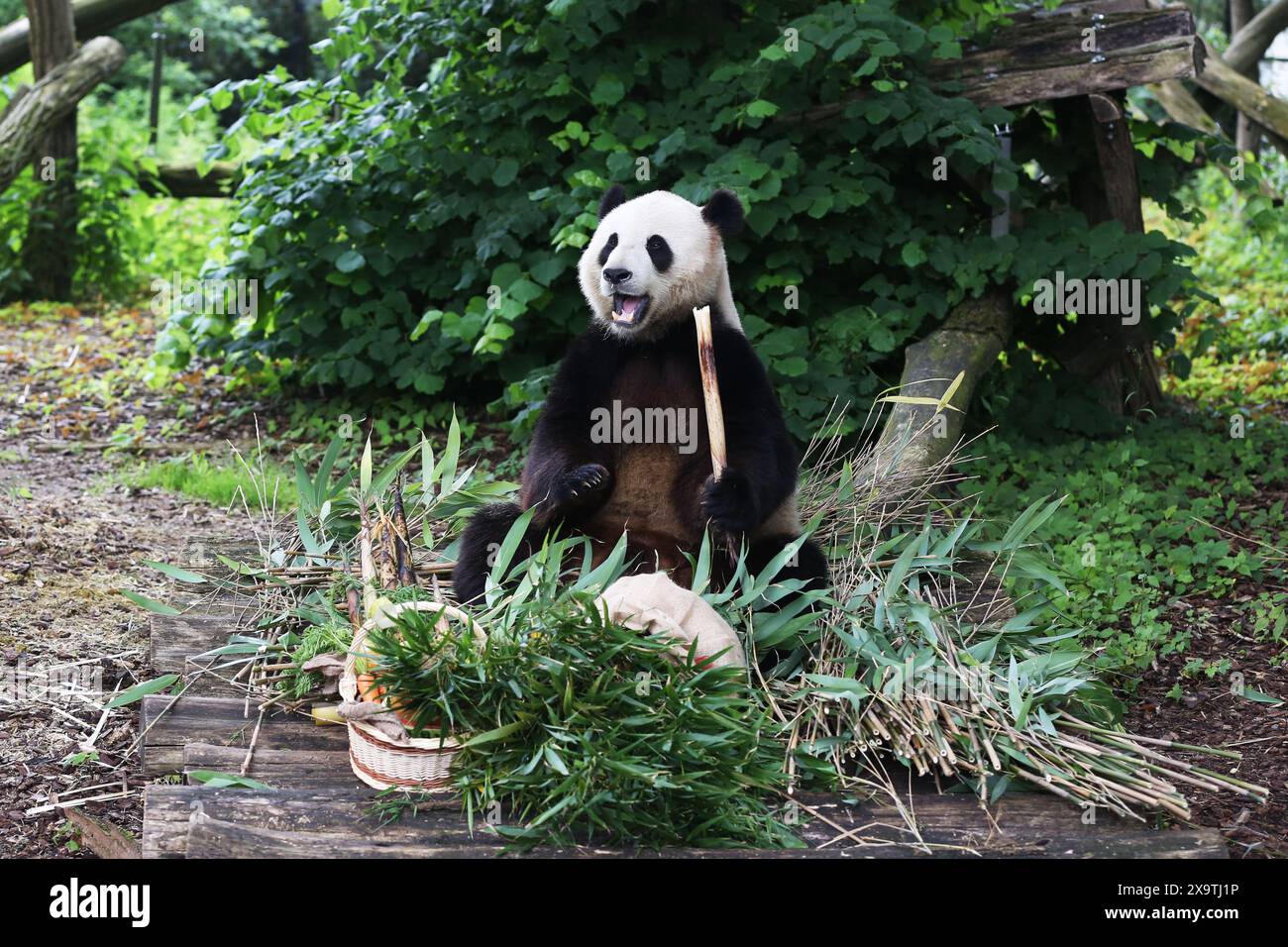 Brugelette, Belgium. 2nd June, 2024. Giant panda Tian Bao enjoys a ...