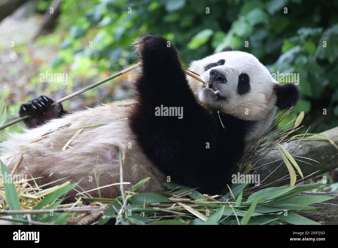 Brugelette, Belgium. 2nd June, 2024. Giant panda Tian Bao is pictured ...