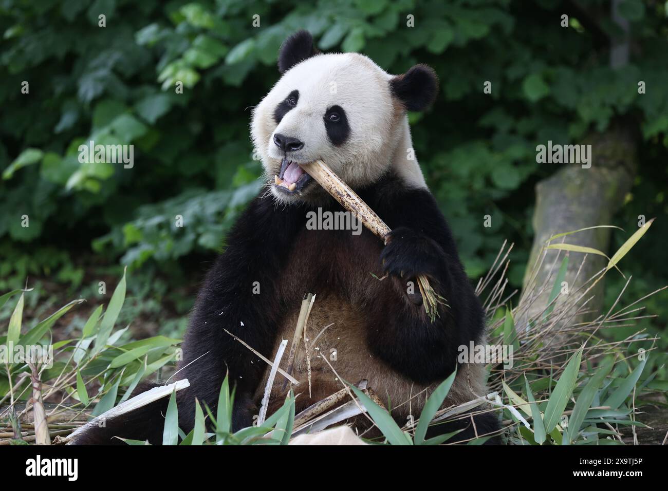 Brugelette, Belgium. 2nd June, 2024. Giant panda Tian Bao enjoys a ...