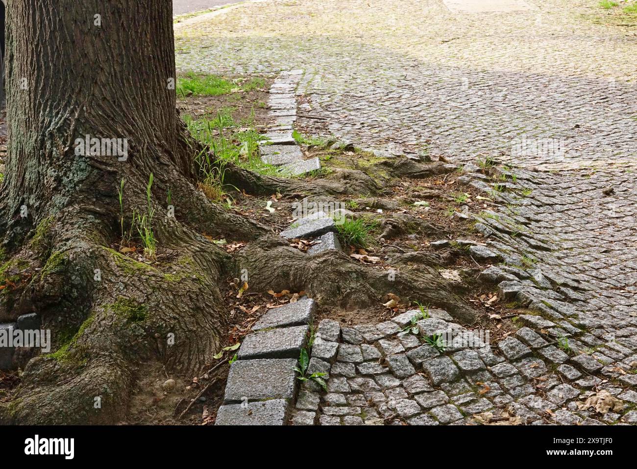 Power of nature, tree roots lift paving stones, Germany Stock Photo - Alamy