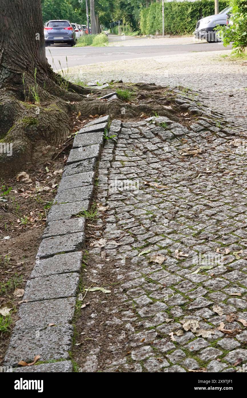 Power of nature, tree roots lift paving stones, Germany Stock Photo - Alamy