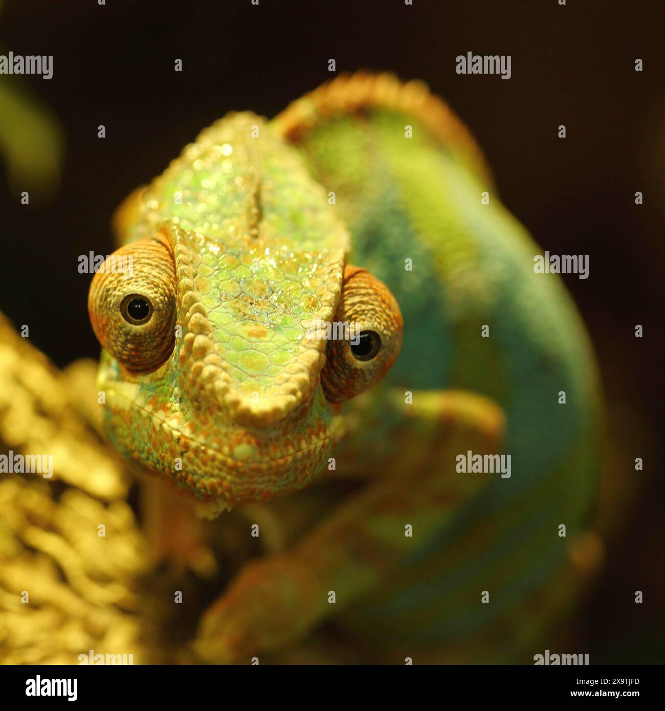 Green chameleon (Chamaeleonidae), looking into the camera, in front of ...