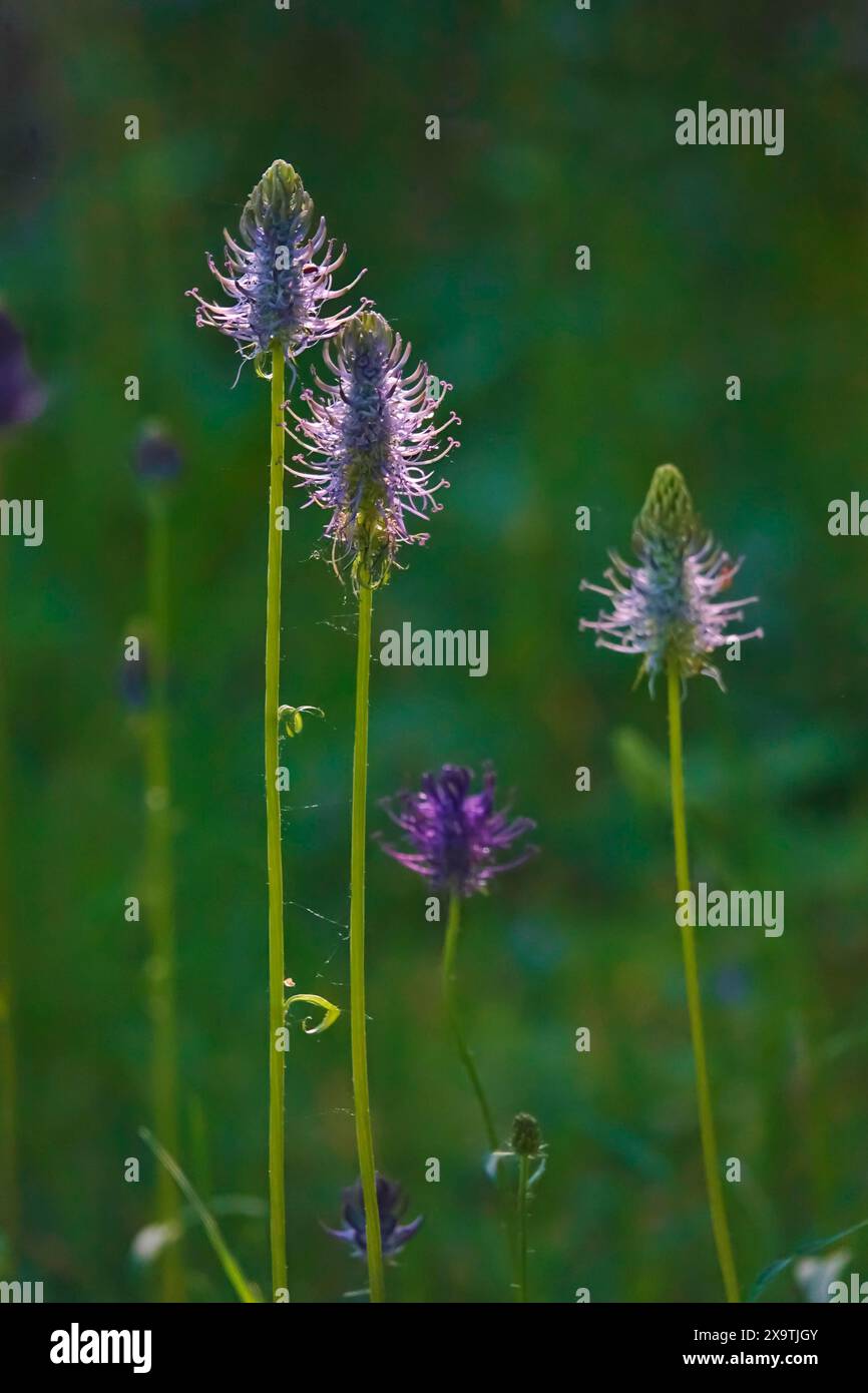 Devil's claw, May, Germany Stock Photo - Alamy