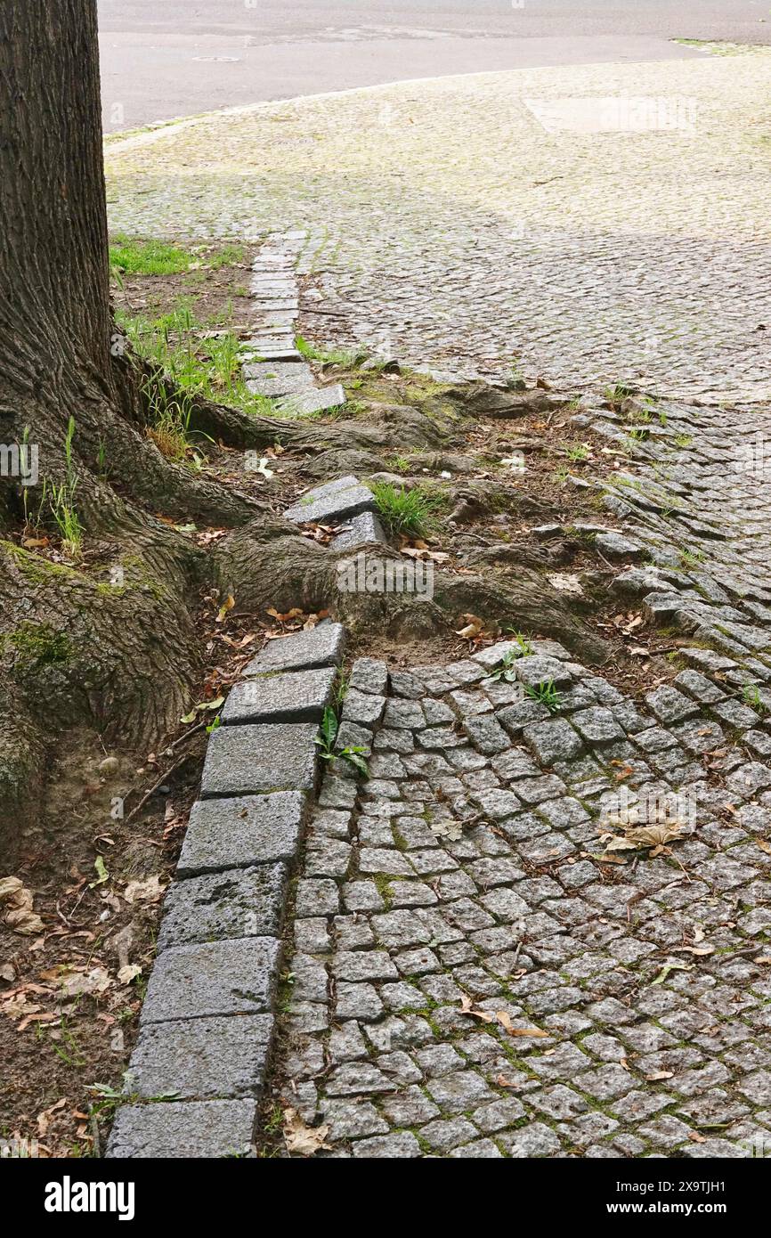 Power of nature, tree roots lift paving stones, Germany Stock Photo - Alamy