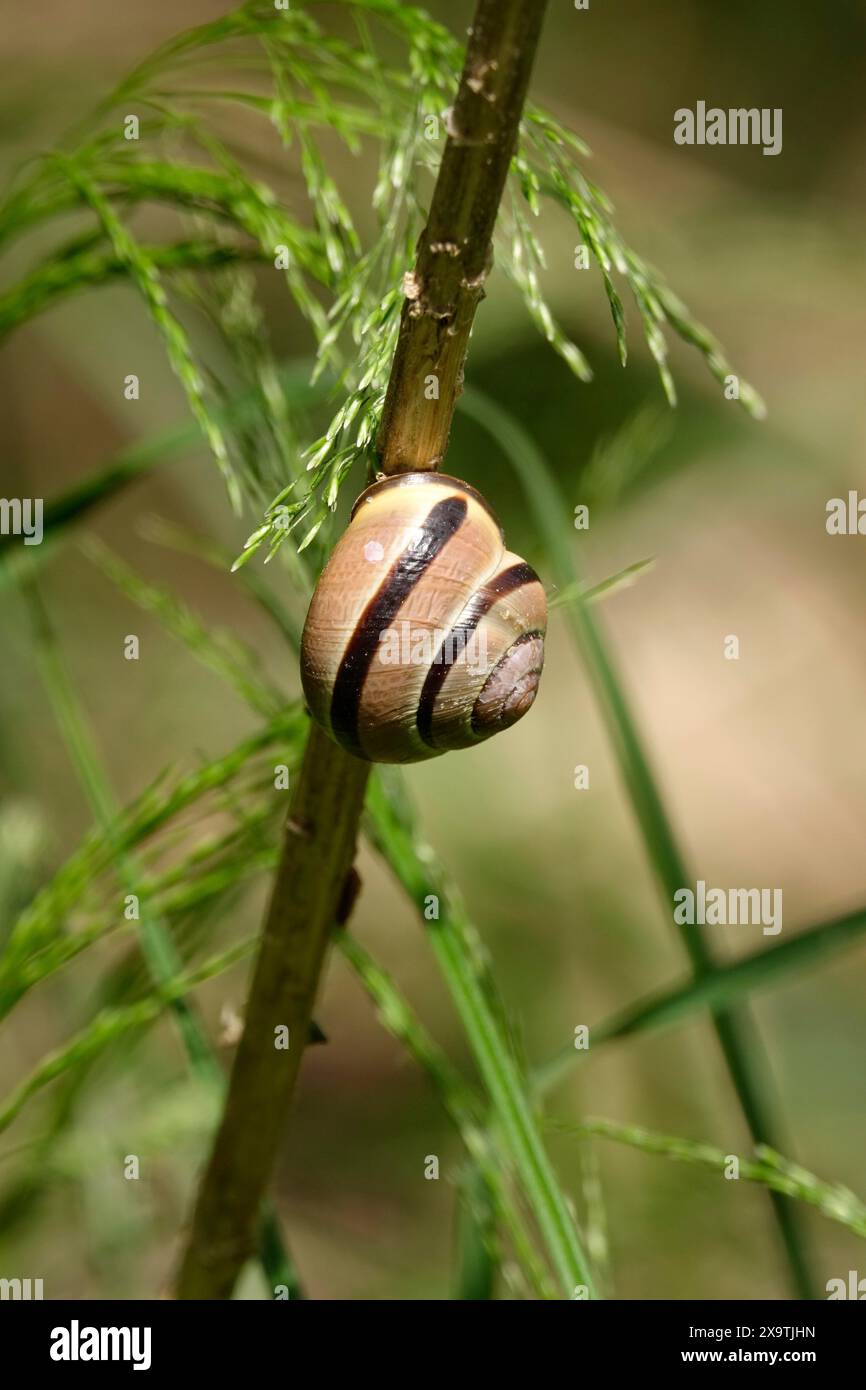 Plant snail hi-res stock photography and images - Alamy