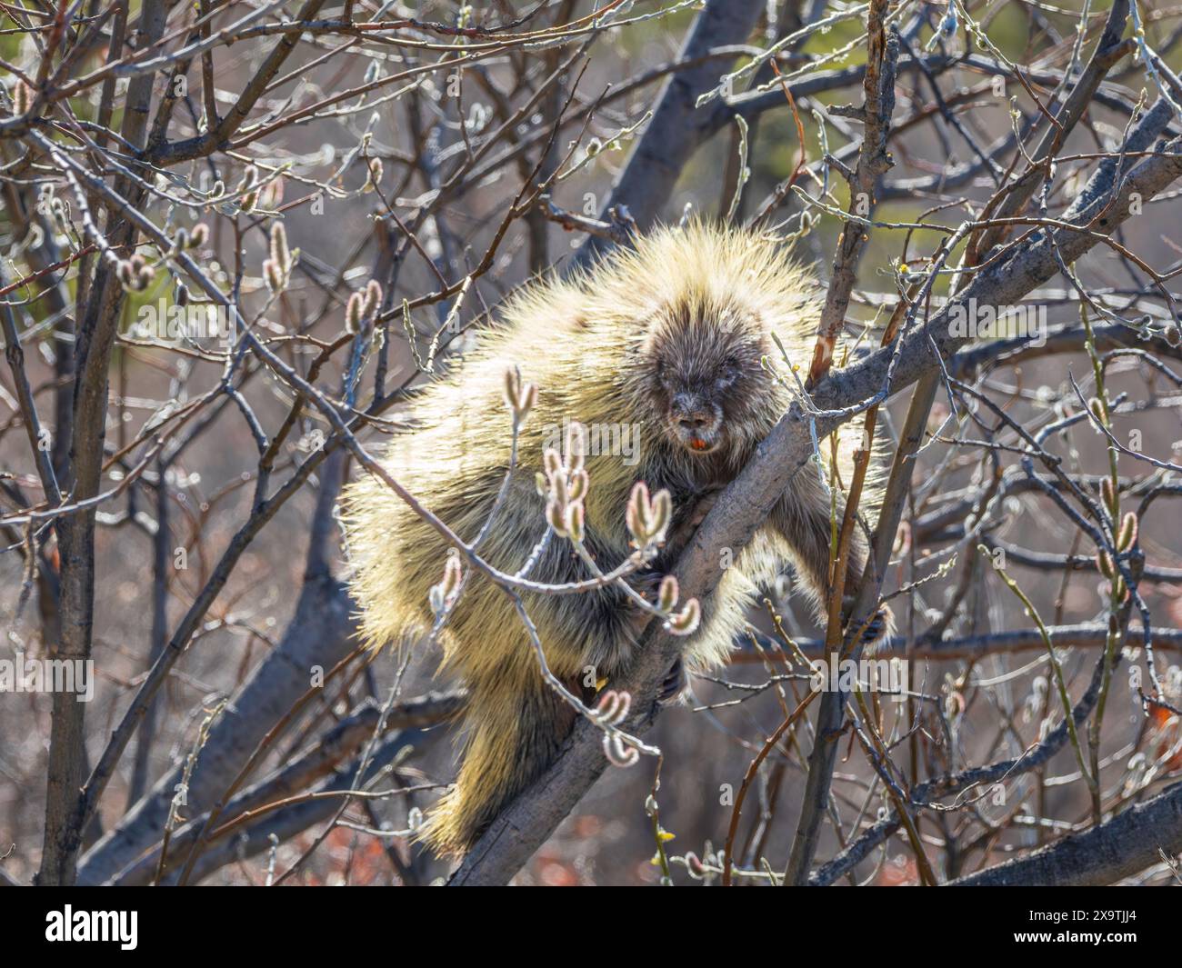 Porcupine erethizon dorsatum in hi-res stock photography and images - Alamy