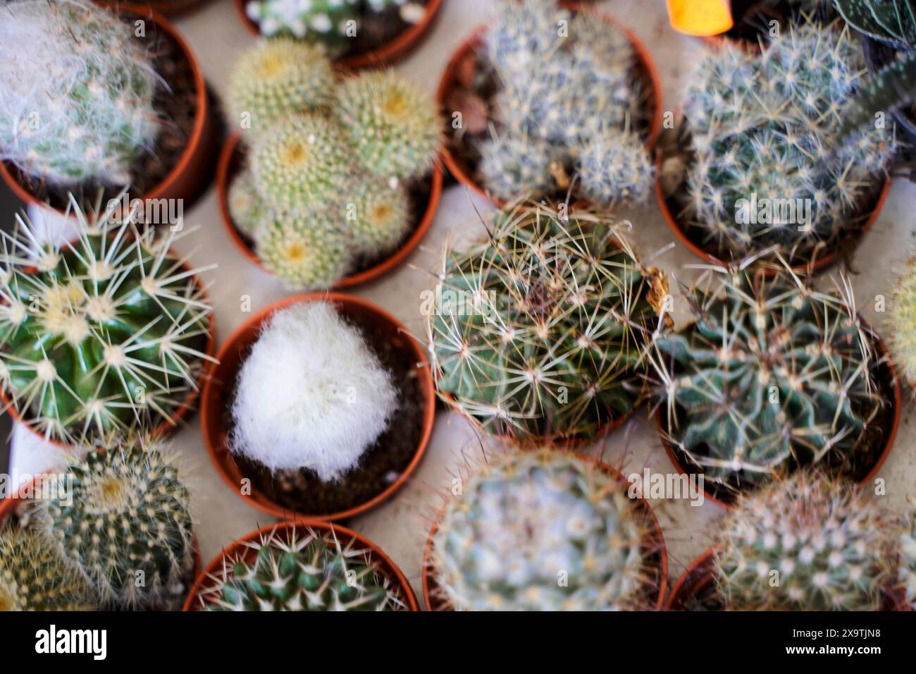 Pot de cactus hi-res stock photography and images - Alamy