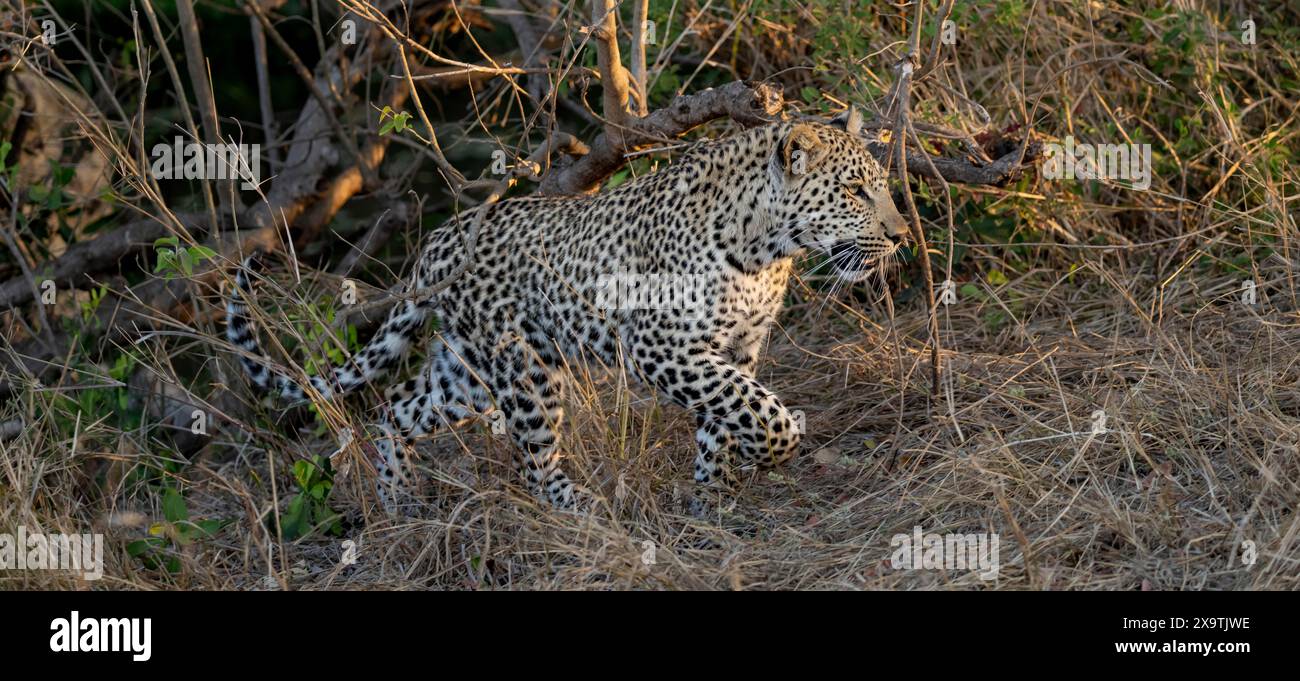 Leopard (Panthera pardus) running through dry grass, adult, Kruger ...