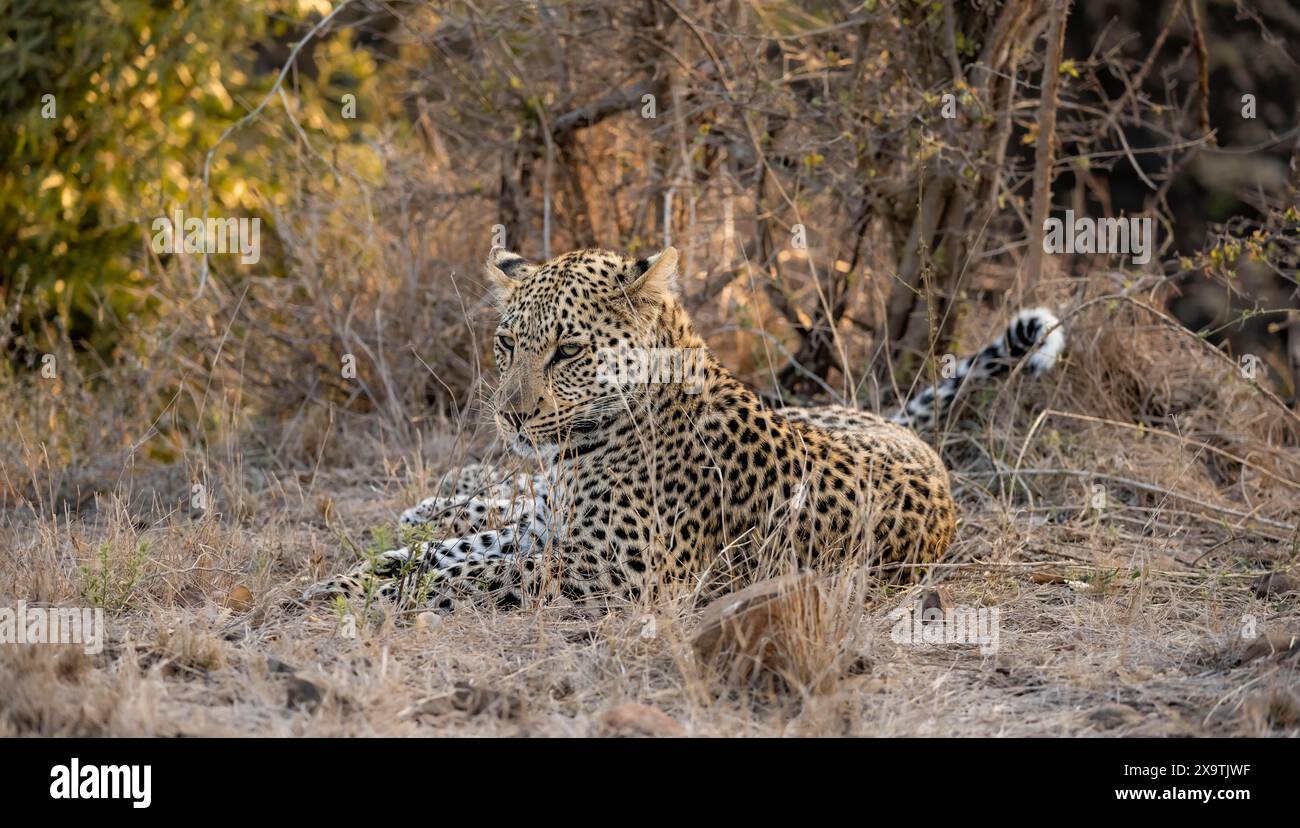 Leopard (Panthera pardus) lying in dry grass, adult, Kruger National ...