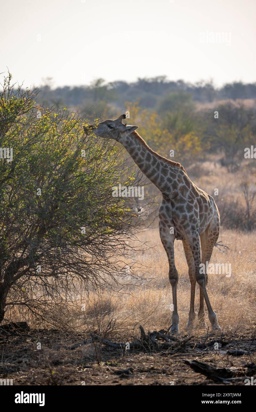 Southern giraffe (Giraffa giraffa giraffa), eating leaves of an acacia ...