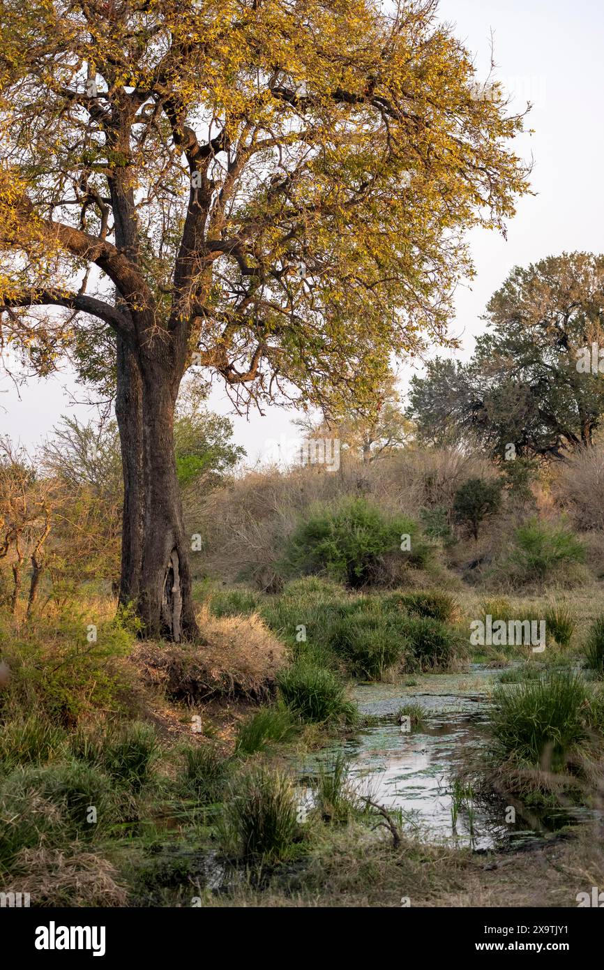 African savannah, landscape with small river in the evening light ...
