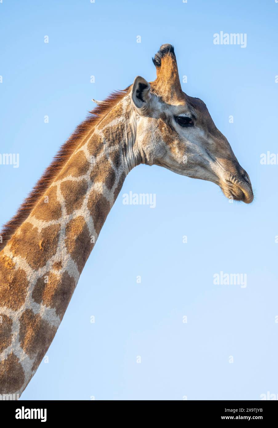 Southern giraffe (Giraffa giraffa giraffa), animal portrait, in front ...