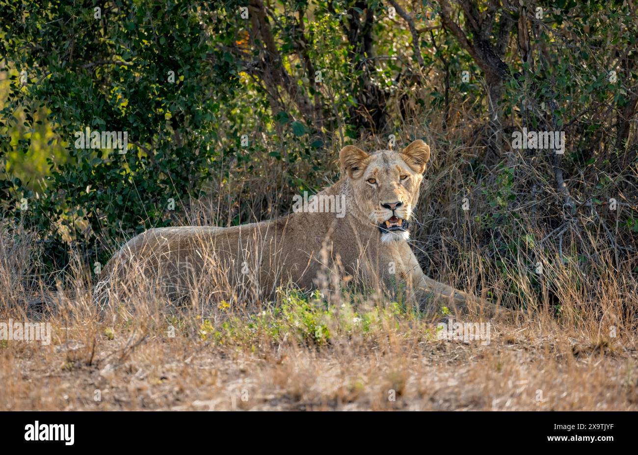 Lion (Panthera leo), adult female, lying in the grass, African savannah ...