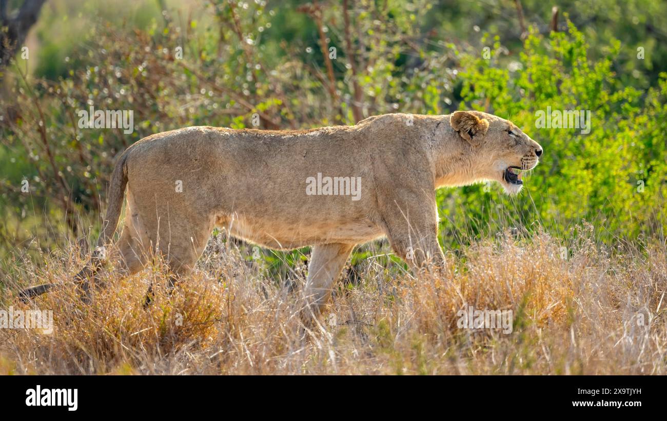 Lion (Panthera leo), adult female, walking through tall grass, African ...