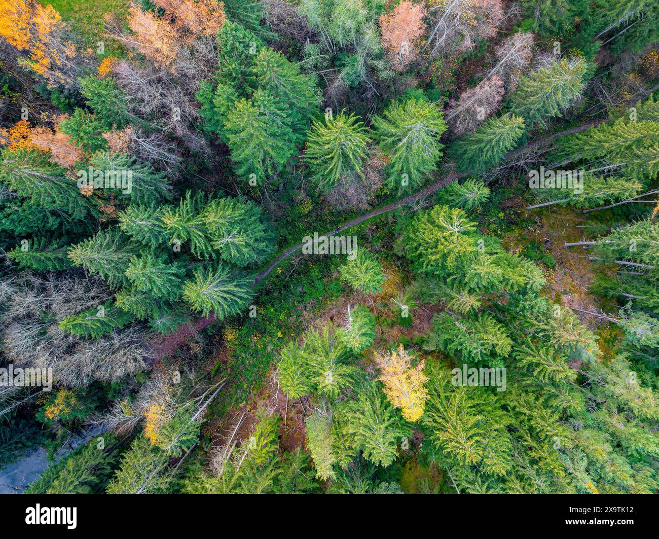 Aerial view conifer forest forest hi-res stock photography and images ...