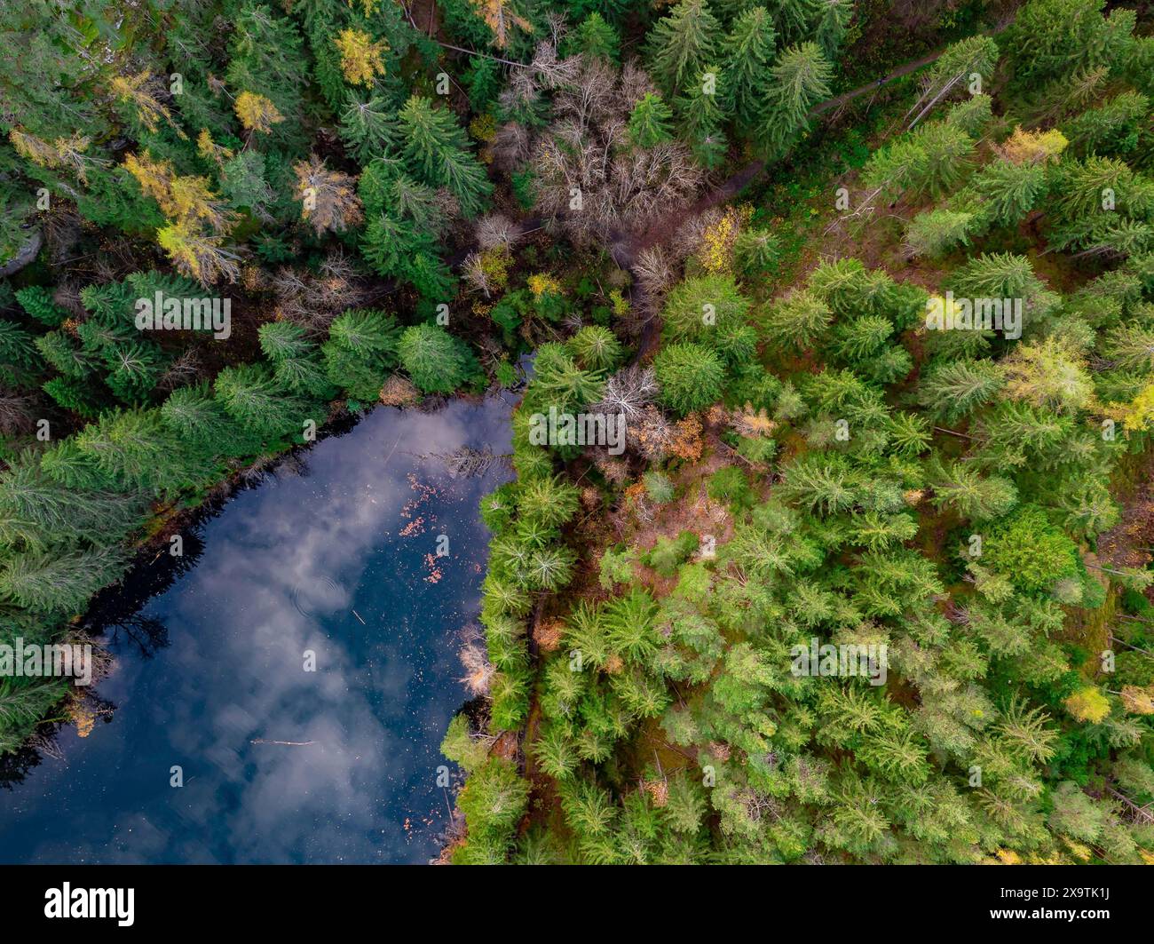 Aerial view conifer forest forest hi-res stock photography and images ...