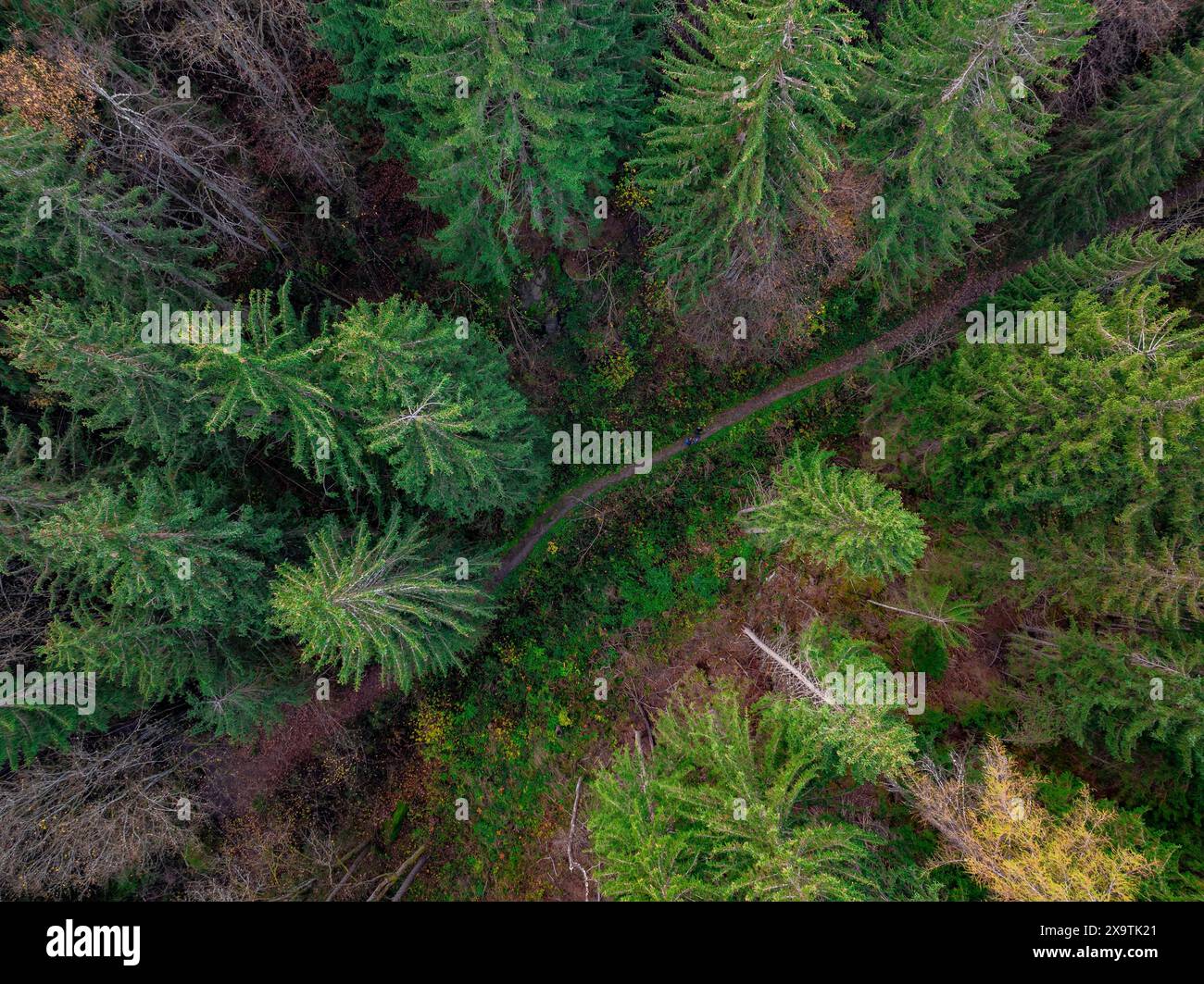 Aerial view conifer forest forest hi-res stock photography and images ...