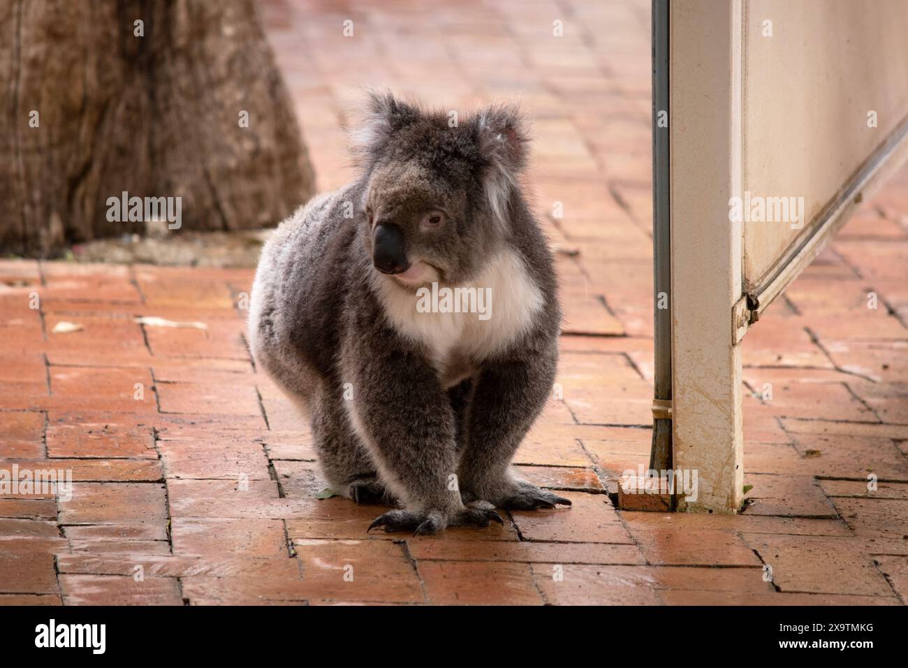 the Koala has a large round head, big furry ears and big black nose ...