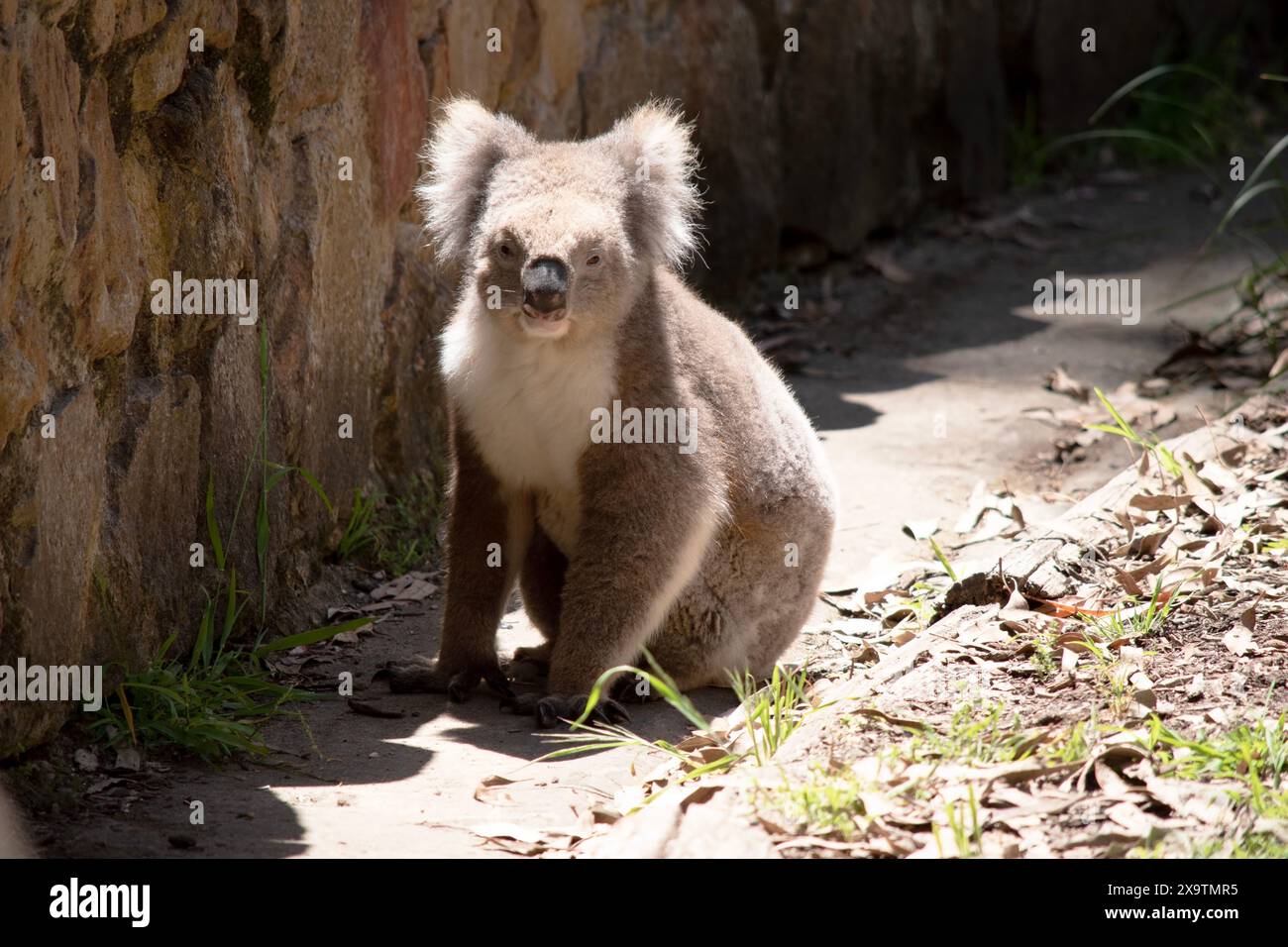 the Koala has a large round head, big furry ears and big black nose ...