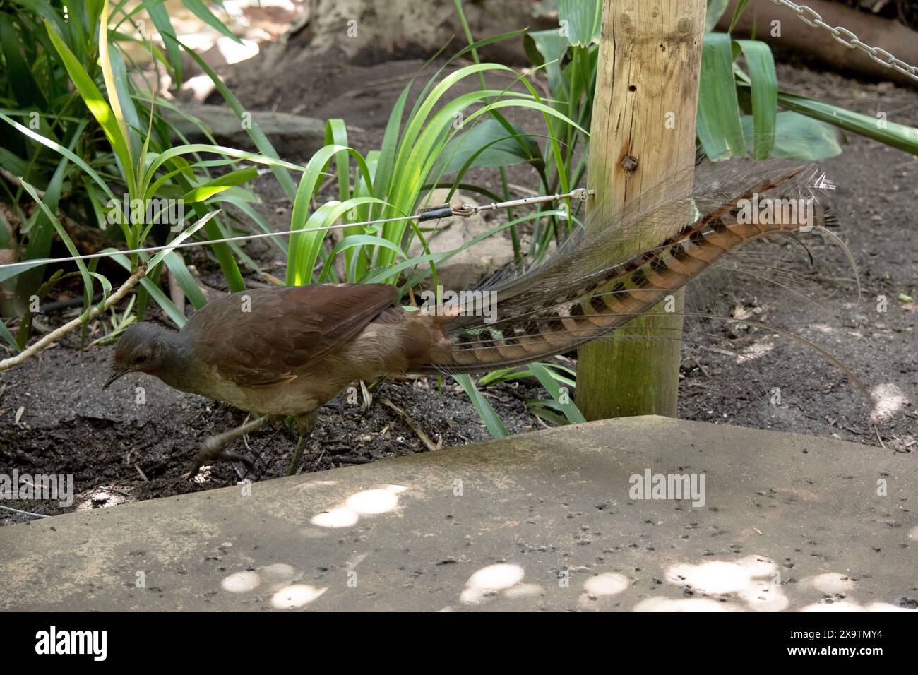 the lyre bird male has an ornate tail, with special curved feathers ...