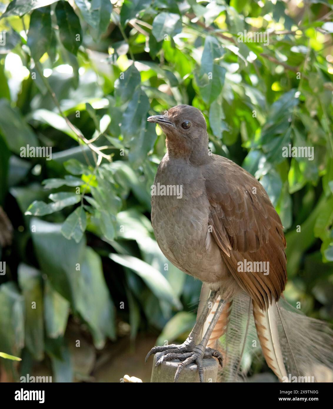 the lyre bird male has an ornate tail, with special curved feathers ...