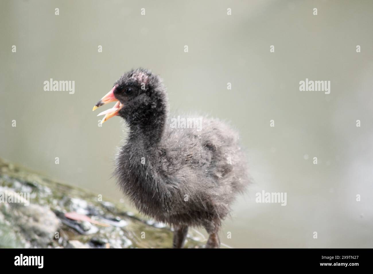 the dusky moorhen chick is a water bird which has all black fluff with ...