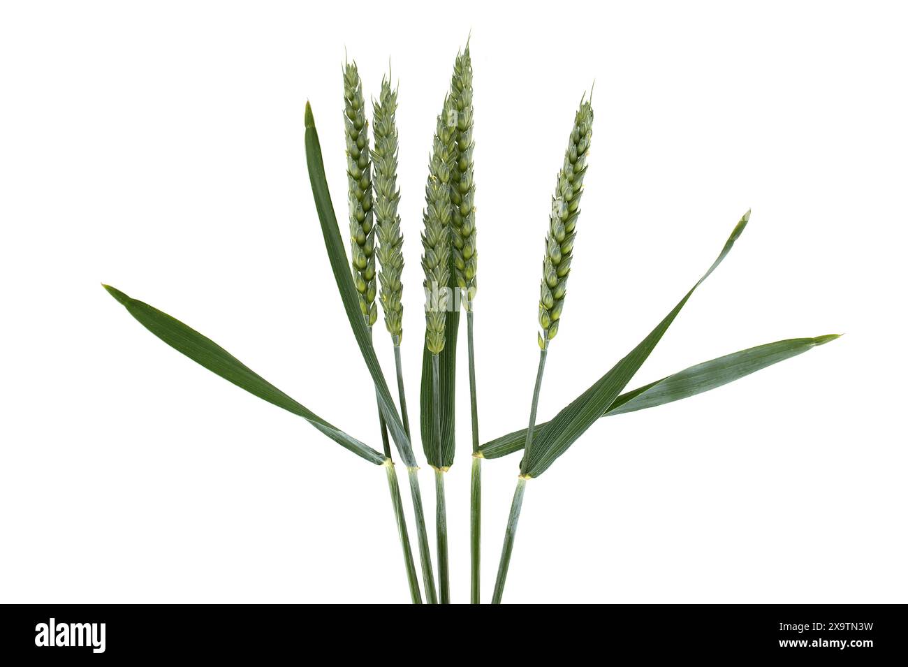 Ideal vegetal hi-res stock photography and images - Alamy