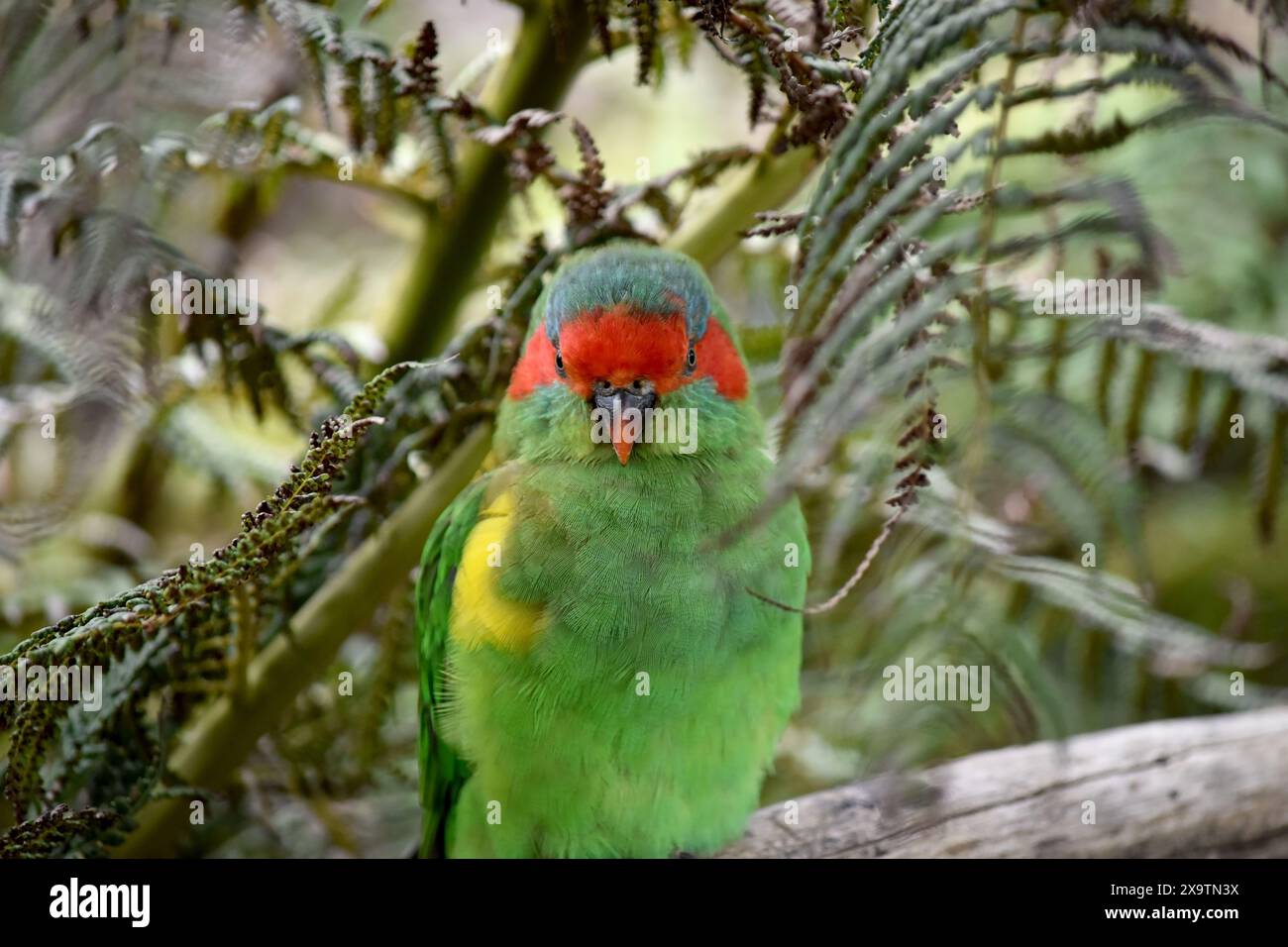 The musk lorikeet is mainly green and it is identified by its red ...