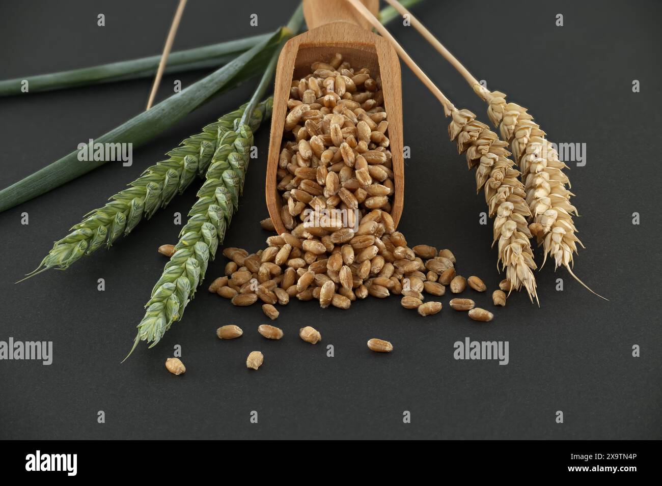 Farming grain wheat simple hi-res stock photography and images - Alamy
