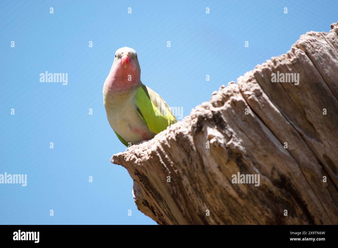 the princess parrot has a pink neck and a light blue head and green ...