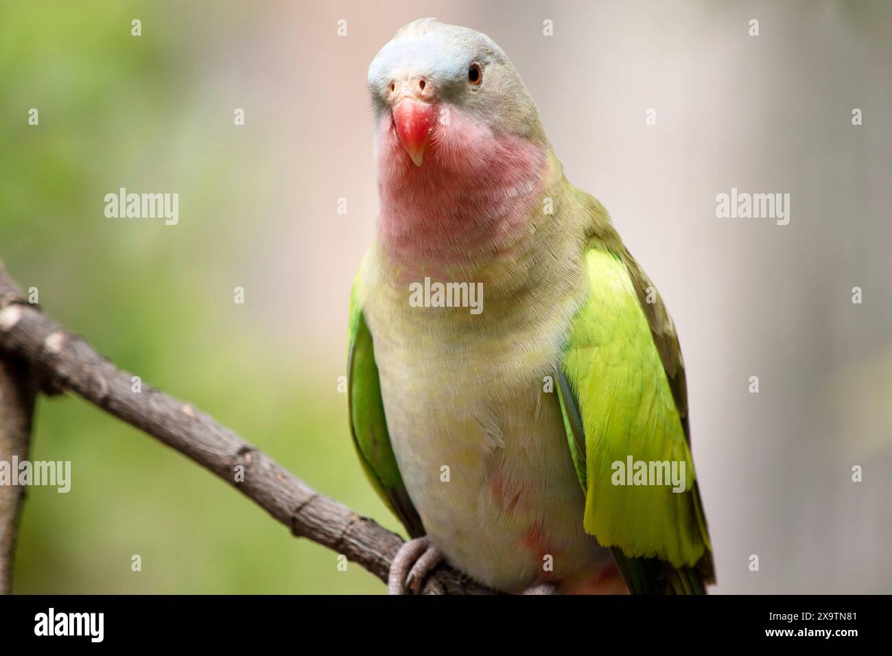 the princes parrot has a pink neck and a light blue head and green ...