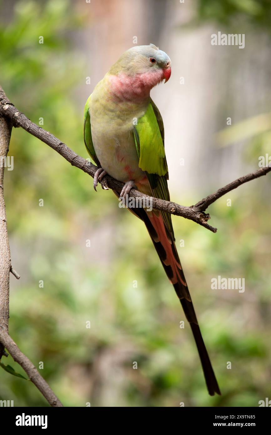 the princess Alexandra parrot has a pink neck and a light blue head and ...
