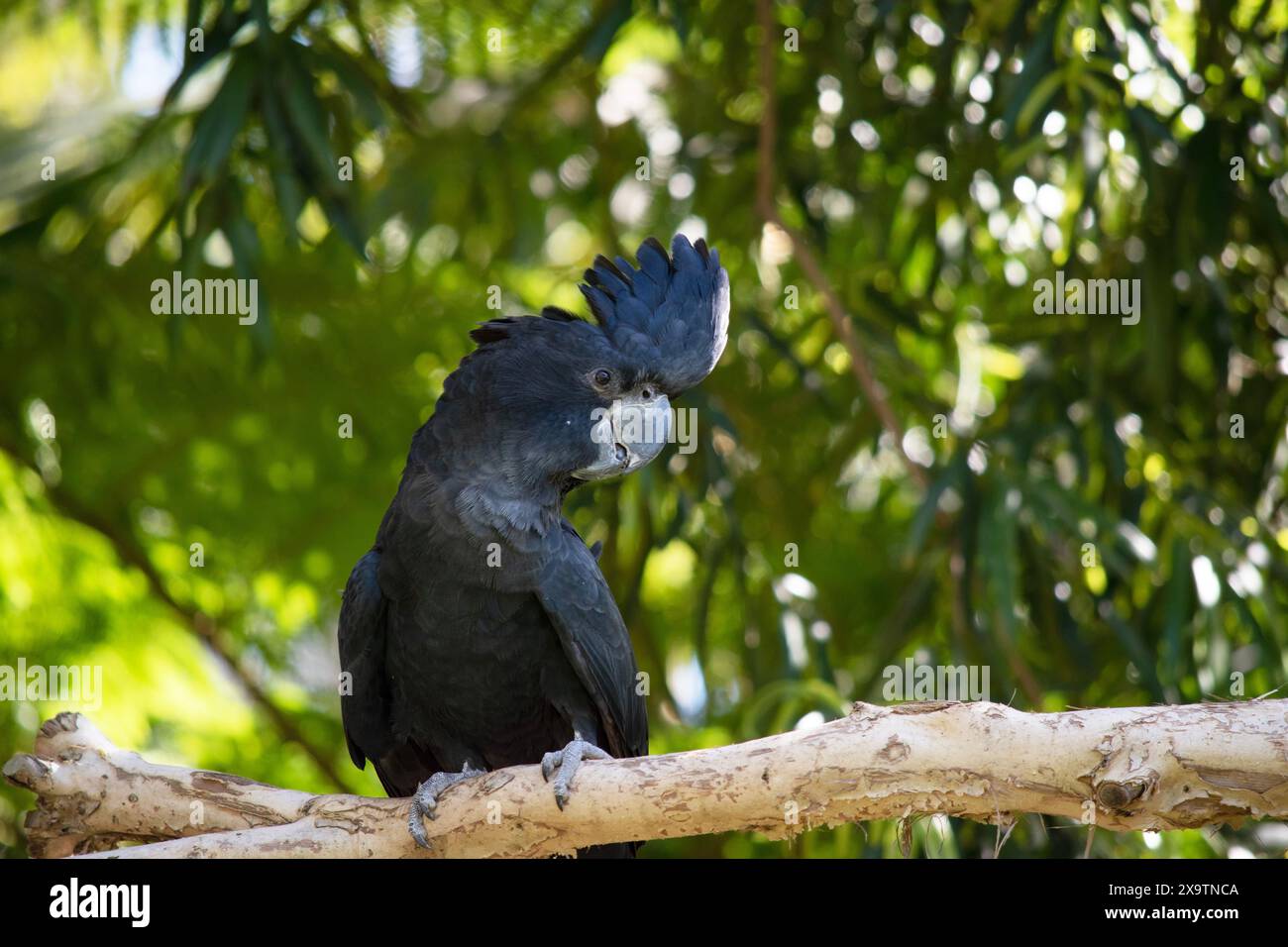 Male Red-tailed Black Cockatoos are black with two vibrant red stripes ...