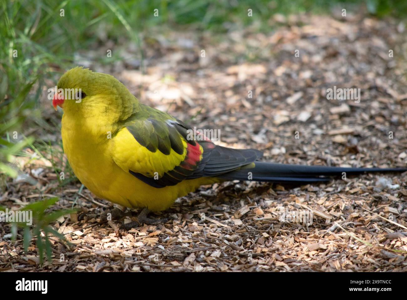 The female regent parrot is all light green. It has yellow shoulder ...