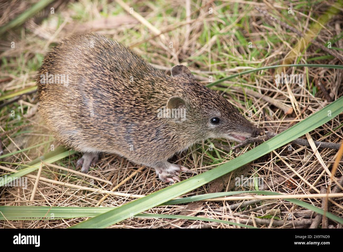 Southern Brown Bandicoots are about the size of a rabbit, and have a ...