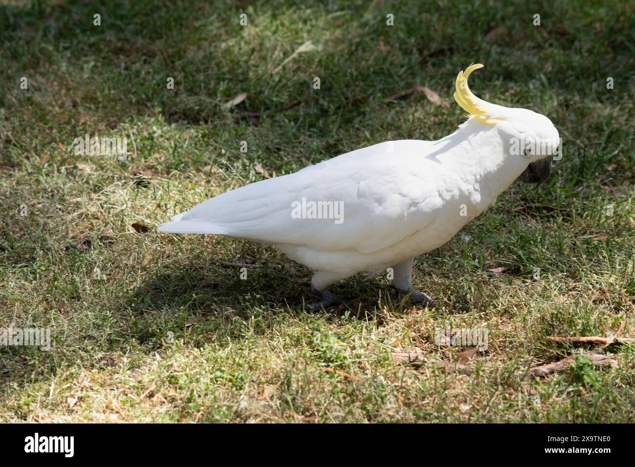 The sulphur crested cockatoo is a white bird with a yellow crest Stock ...