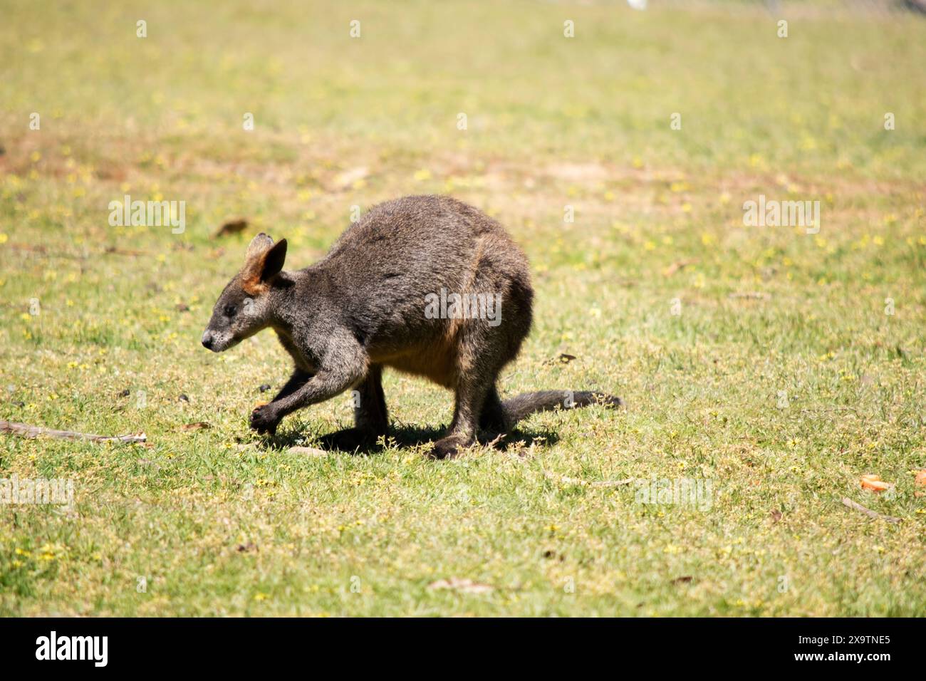 The swamp wallaby has dark brown fur, often with lighter rusty patches ...