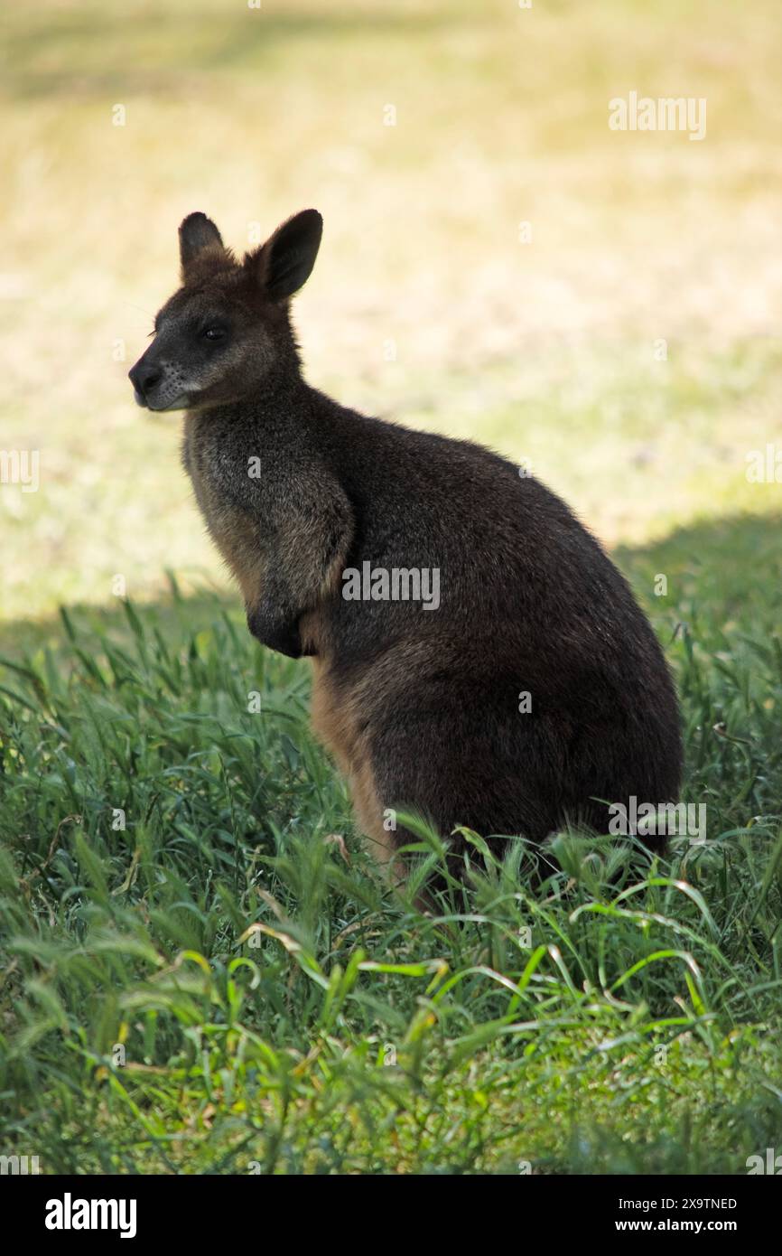 The swamp wallaby has dark brown fur, often with lighter rusty patches ...