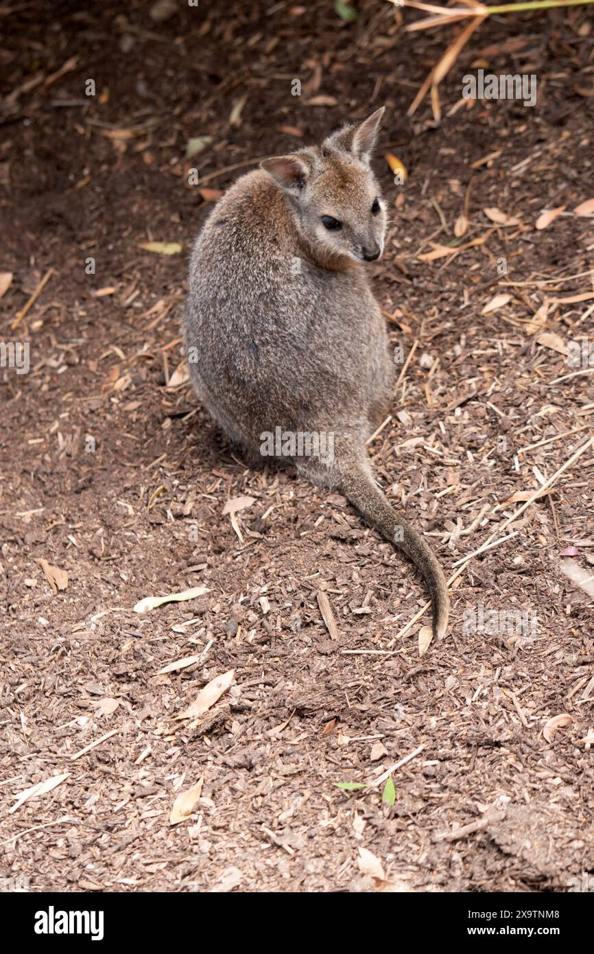 The tammar wallaby has dark greyish upperparts with a paler underside ...