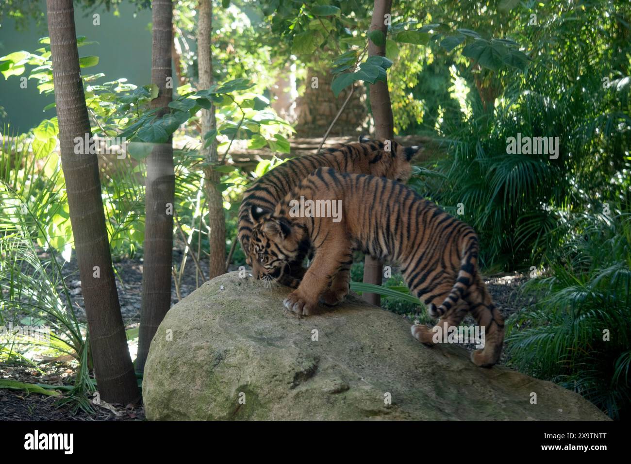 Tiger cubs are born small, blind, and weak. They're born with all their ...