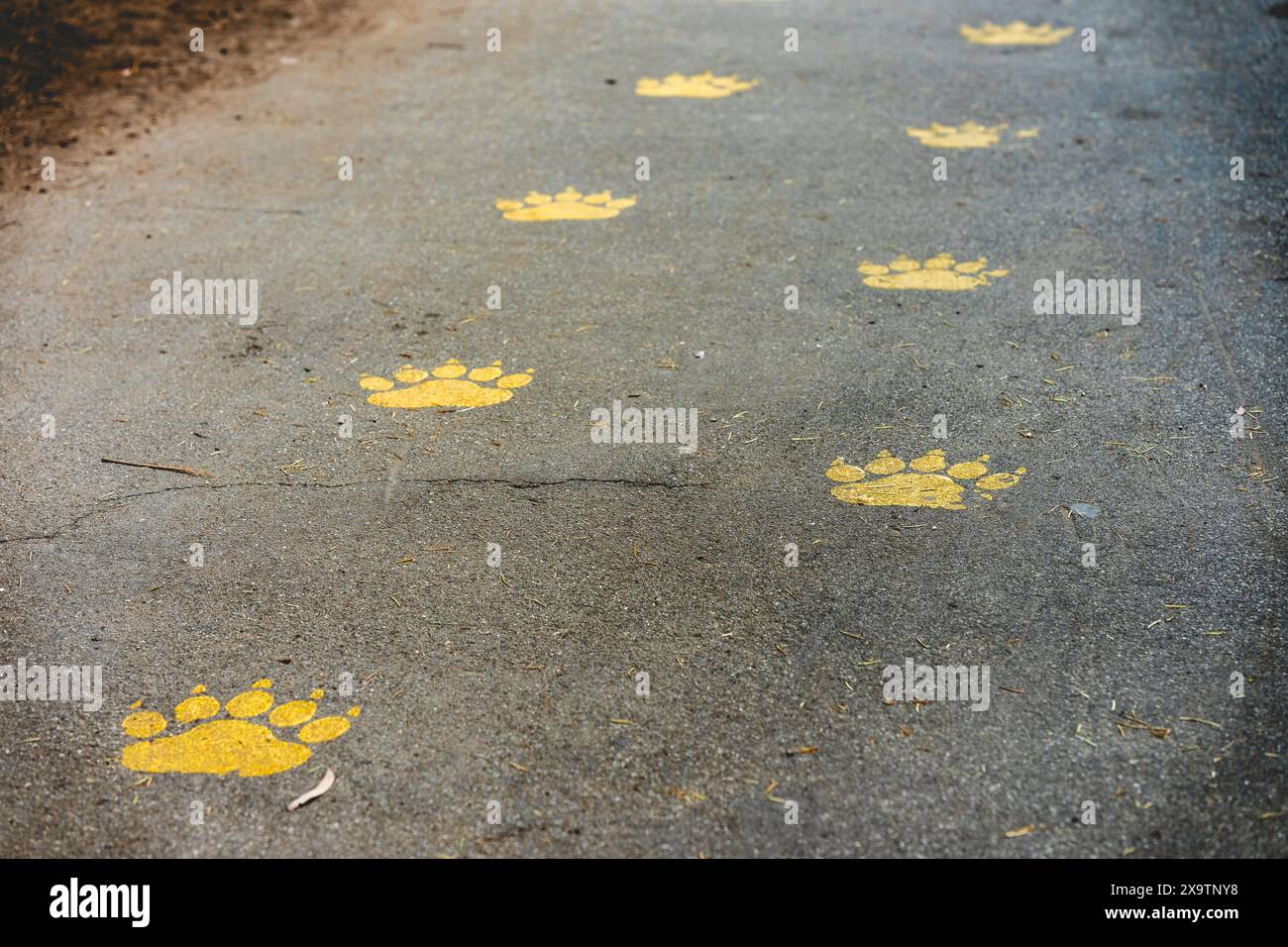 Gold Painted Bear footprint tracks on walking path Stock Photo - Alamy