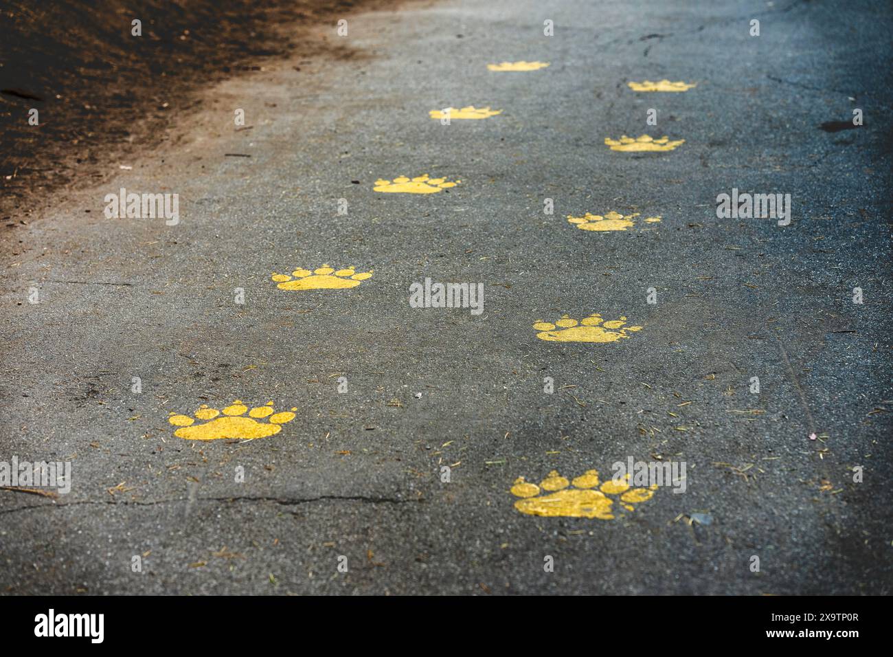 Gold Painted Bear footprint tracks on walking path Stock Photo - Alamy