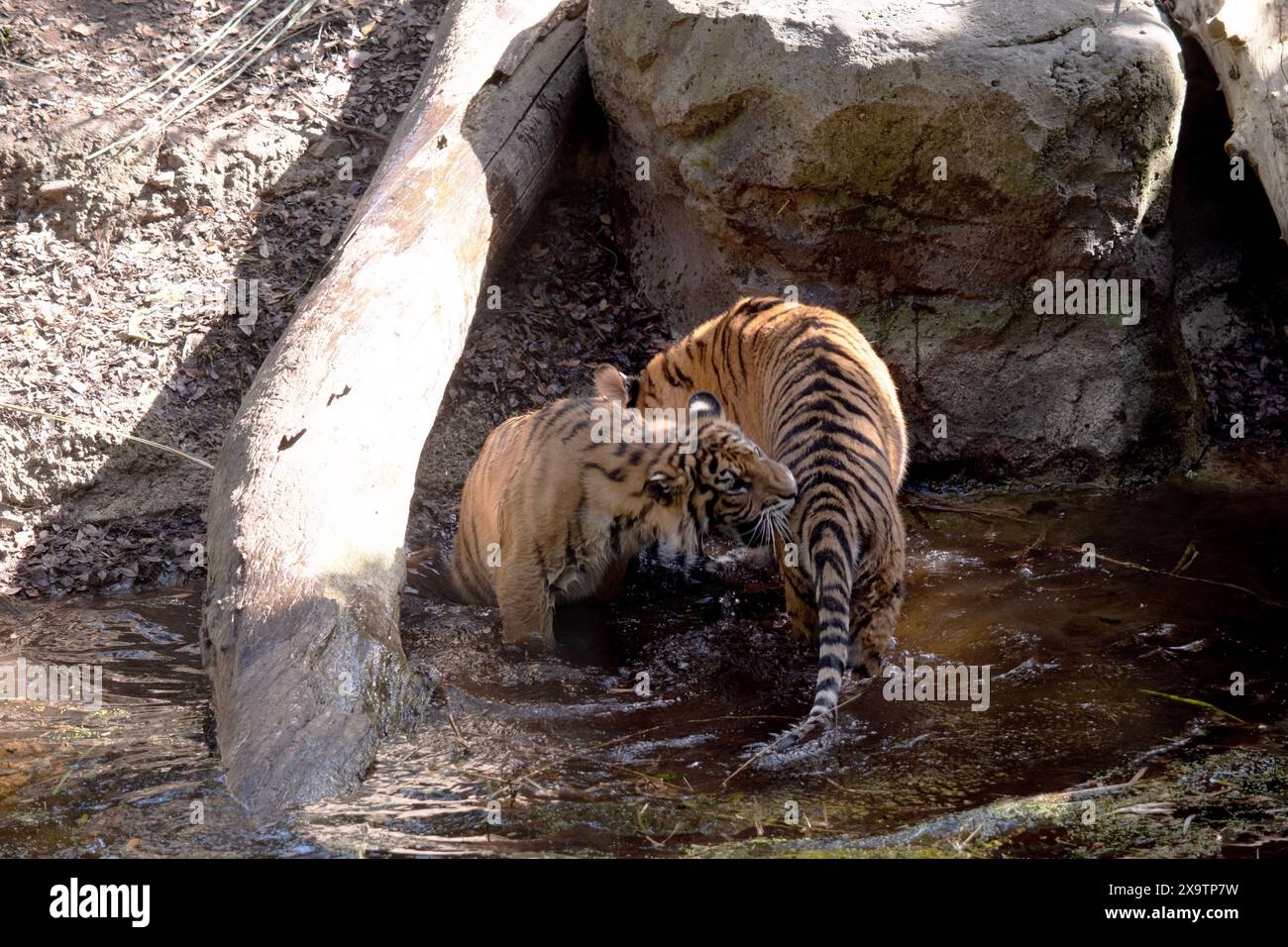 Dangerous tiger hi-res stock photography and images - Alamy
