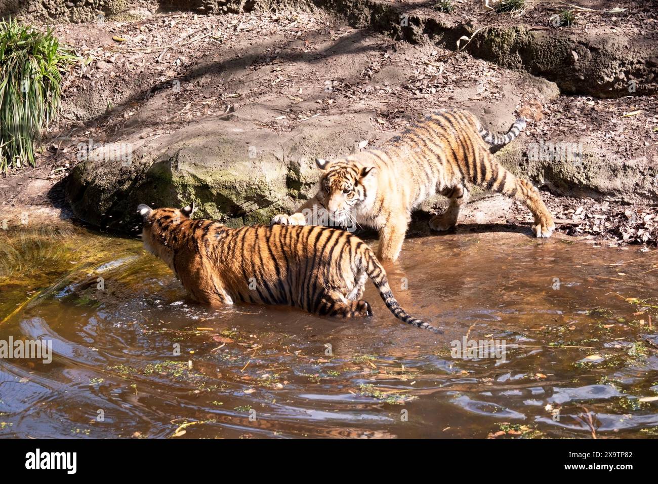 Young tigers have a coat of golden fur with dark stripes, the tiger is ...