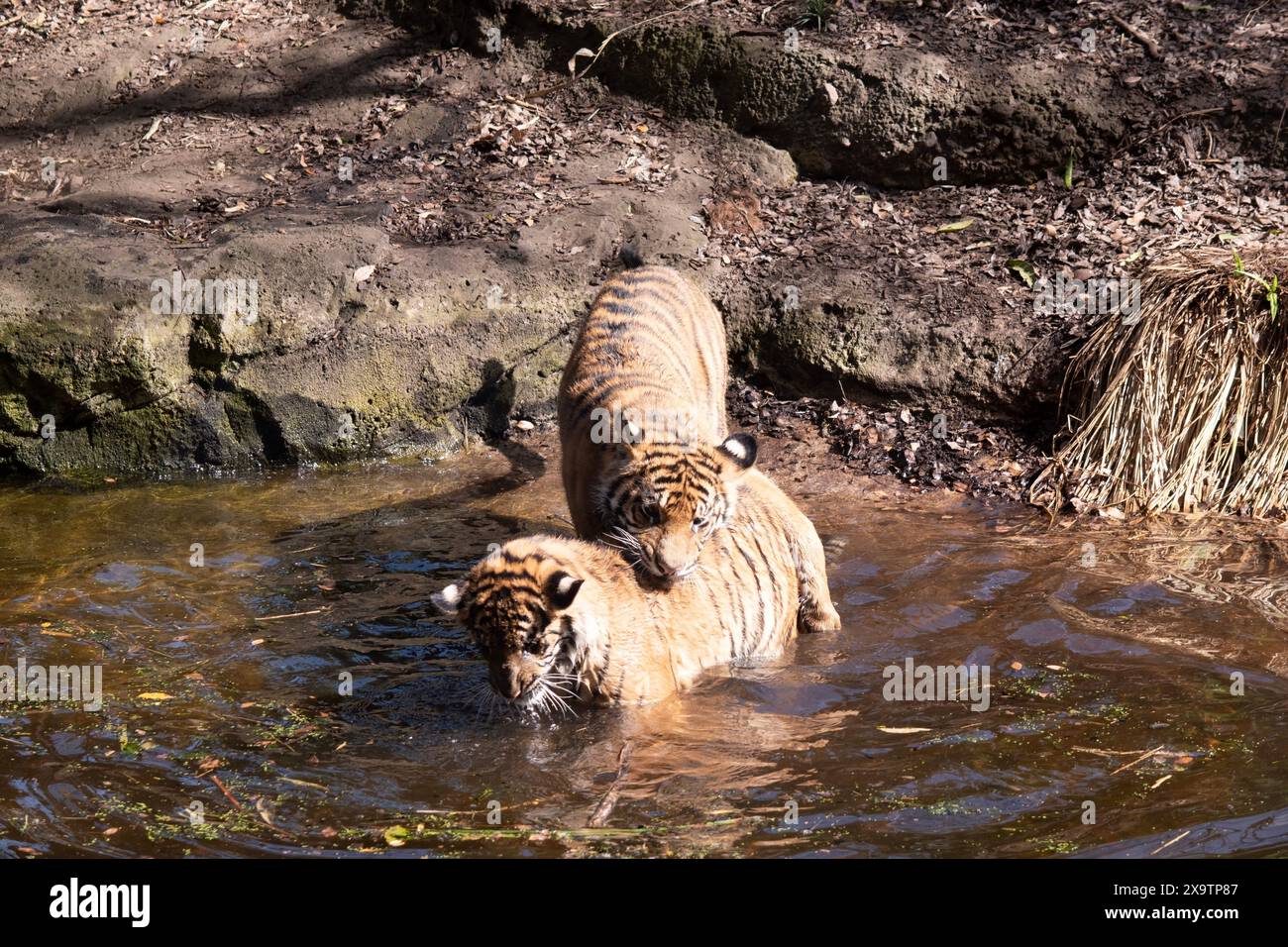 Young tigers have a coat of golden fur with dark stripes, the tiger is ...