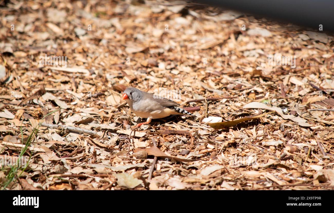 the female finch has a grey body with a white under belly with a black ...