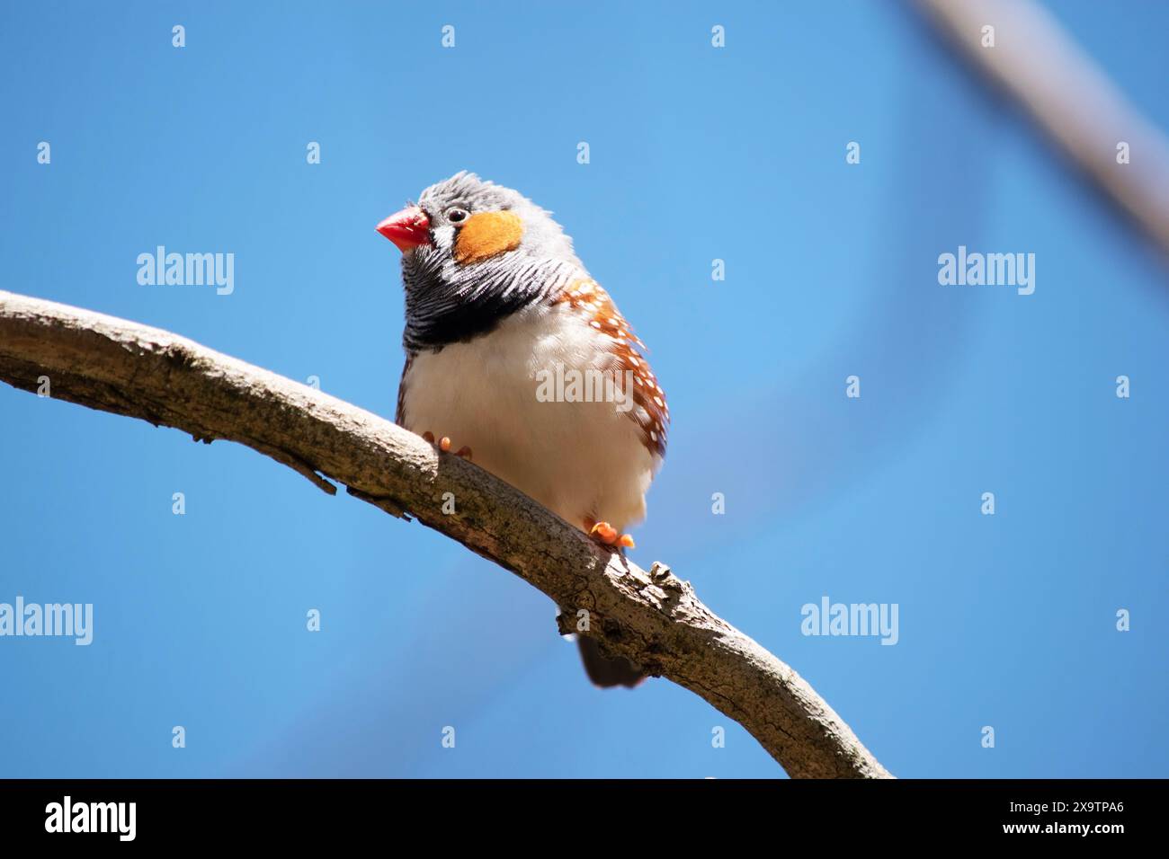 the male zebra finch has a grey body with a white under belly with a ...