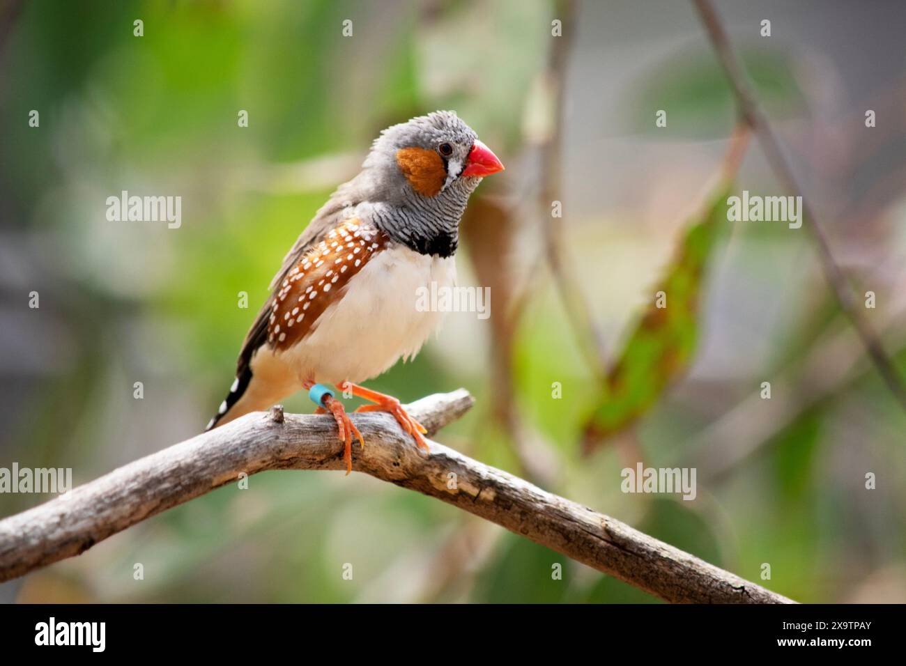the male zebra finch has a grey body with a white under belly with a ...